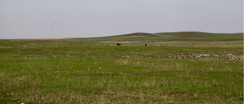 MILES AND MILES OF ROLLING TALLGRASS PRAIRIE - You Should Go Here